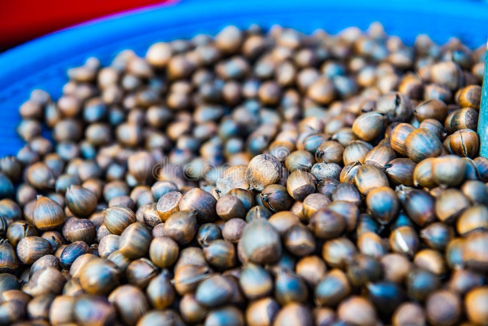 Look Gor Fruit or Thai Style Chestnuts Stock Photo - Image of delicious ...