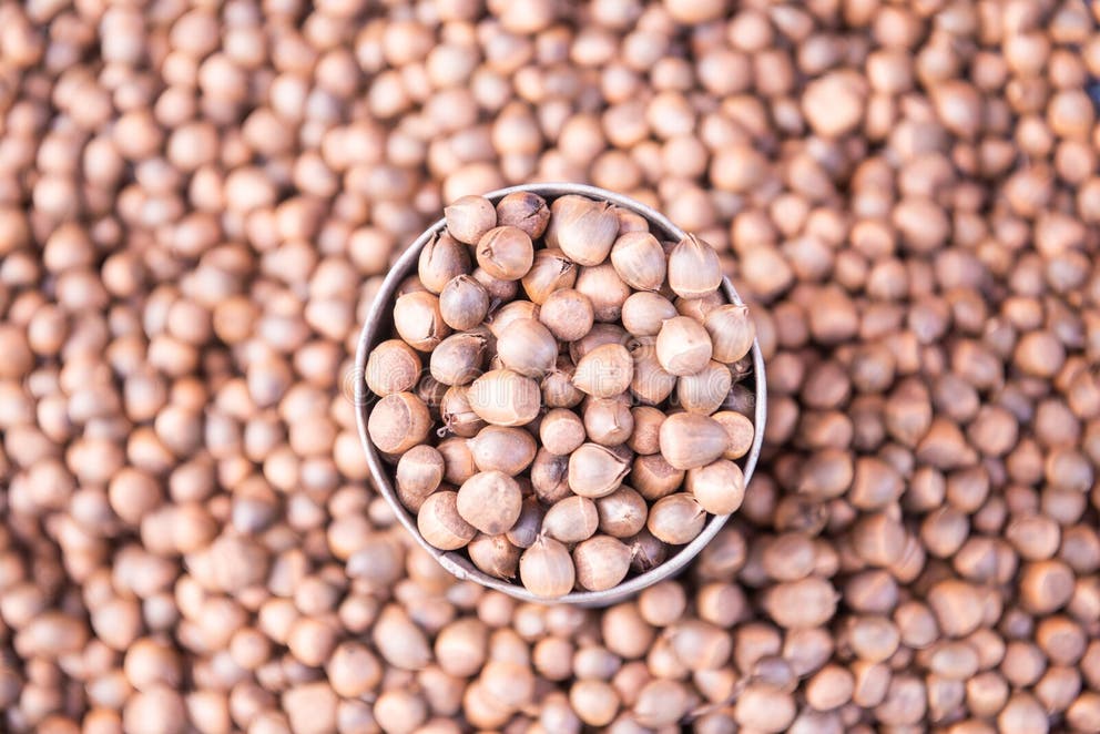 Look Gor Fruit or Thai Style Chestnuts Stock Photo - Image of nutshell ...