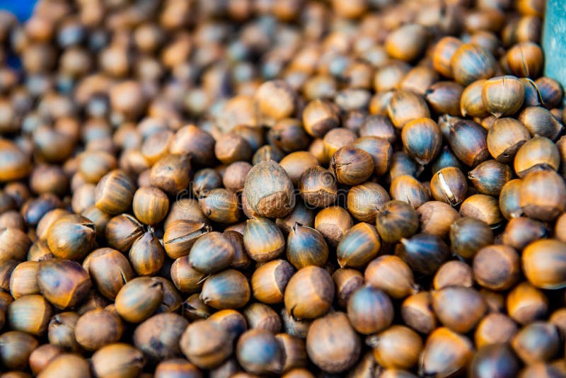 Look Gor Fruit or Thai Style Chestnuts Stock Image - Image of healthy ...