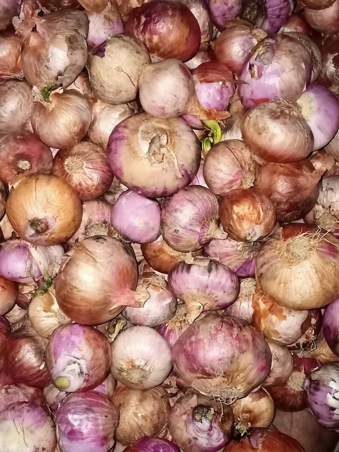 Look great onion stock photo. Image of plant, meal, food - 206591468