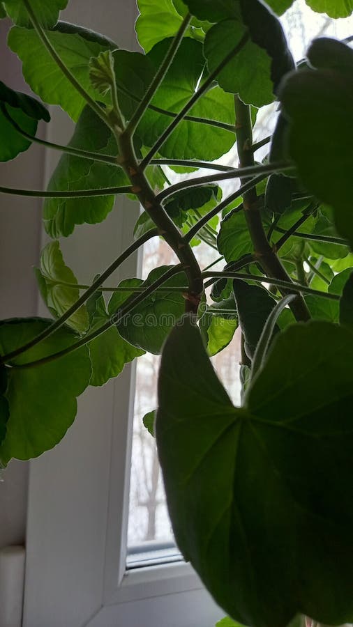 Spring is Inside. it`s Still Winter Outside. Stock Photo - Image of ...