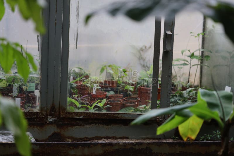 A Look into a Greenhouse through a Window, Showing Plants and Greenery ...