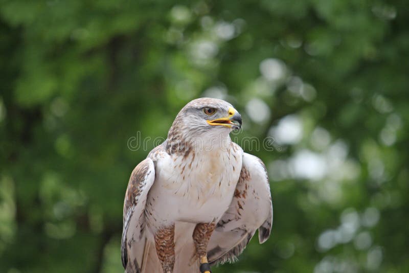Look of a Hawk Looking for a Possible Prey Stock Photo - Image of ...
