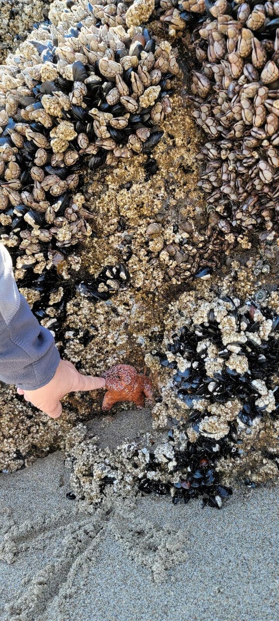 Look Here& X27;s a Star Fish among the Barnacles Stock Photo - Image of ...