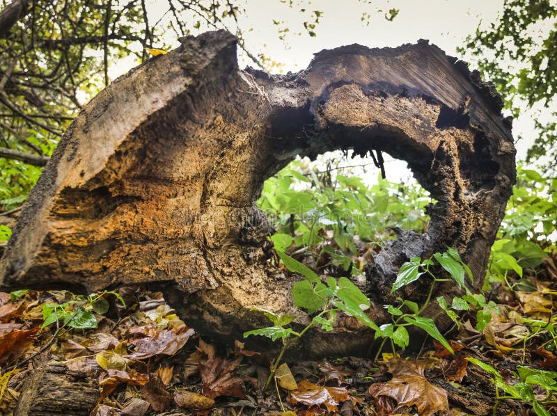 Hollow Trunk of a Tree Lying Stock Image - Image of circle, green ...