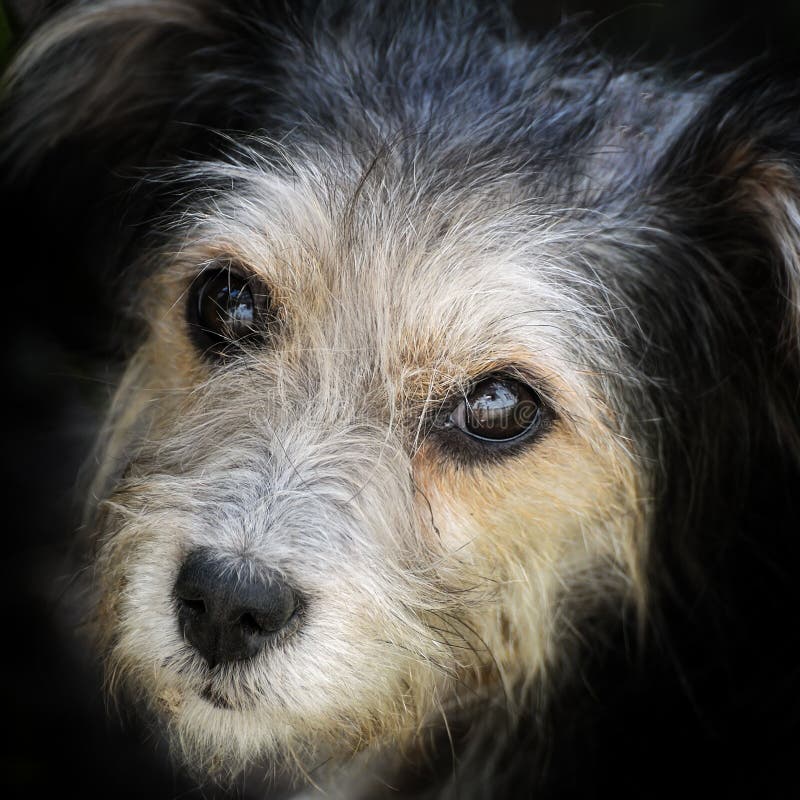 Look hungry stray dog stock image. Image of kind, good - 51088213