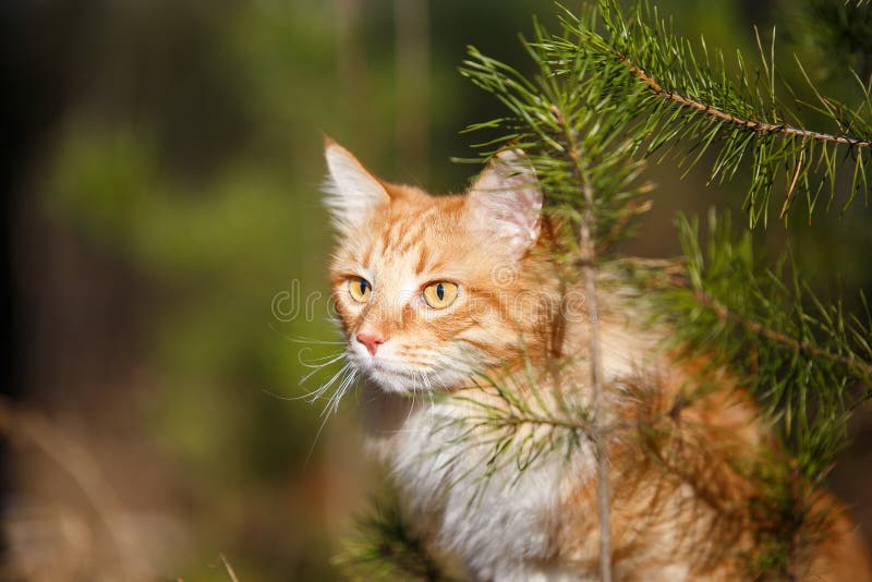 Look inquisitive cat stock image. Image of leaf, creep - 64750681