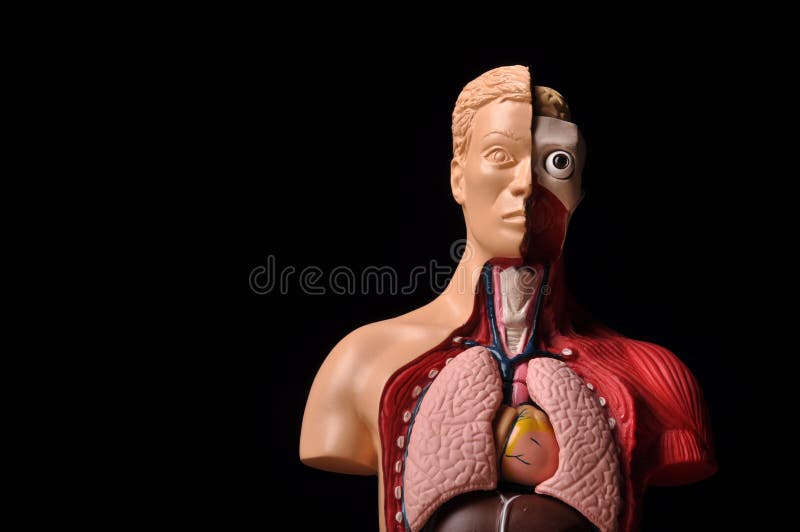 Look Inside Body, Human Anatomy Stock Photo - Image of lips, insides ...