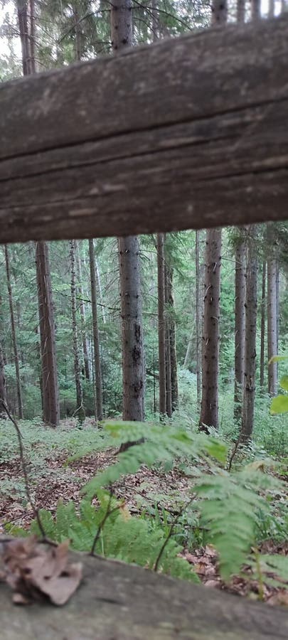 Look from the inside stock photo. Image of deciduous - 254229900