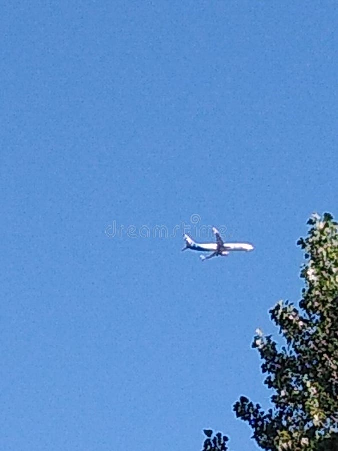 Look its a plane stock photo. Image of tree, plane, look - 161091158