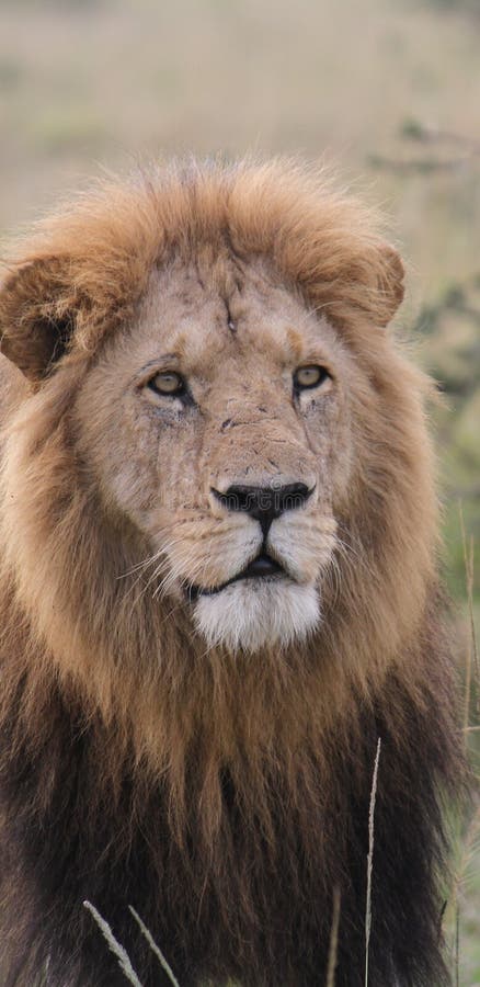 The Look of a King of the Jungle Simba in the Maasai Mara Stock Photo ...