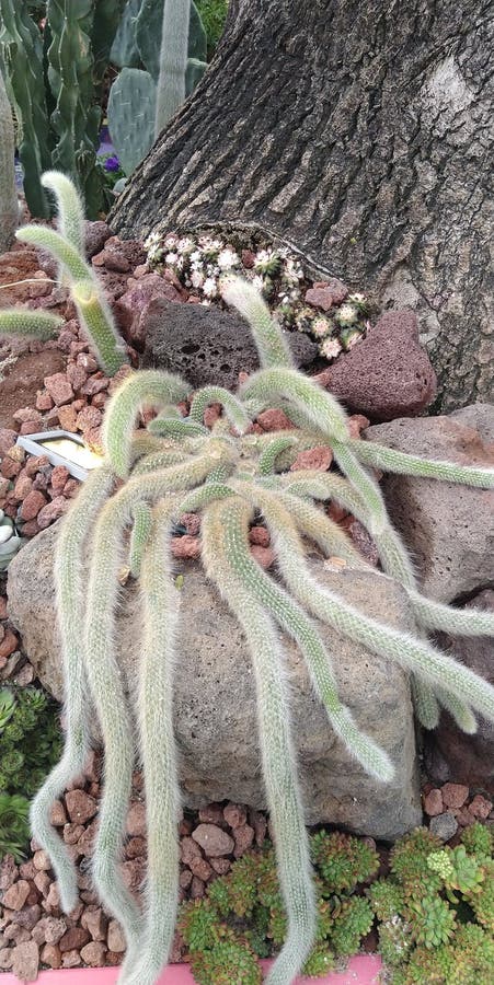 Look Like Many Snack Cactus Stock Photo - Image of look, like: 311775630