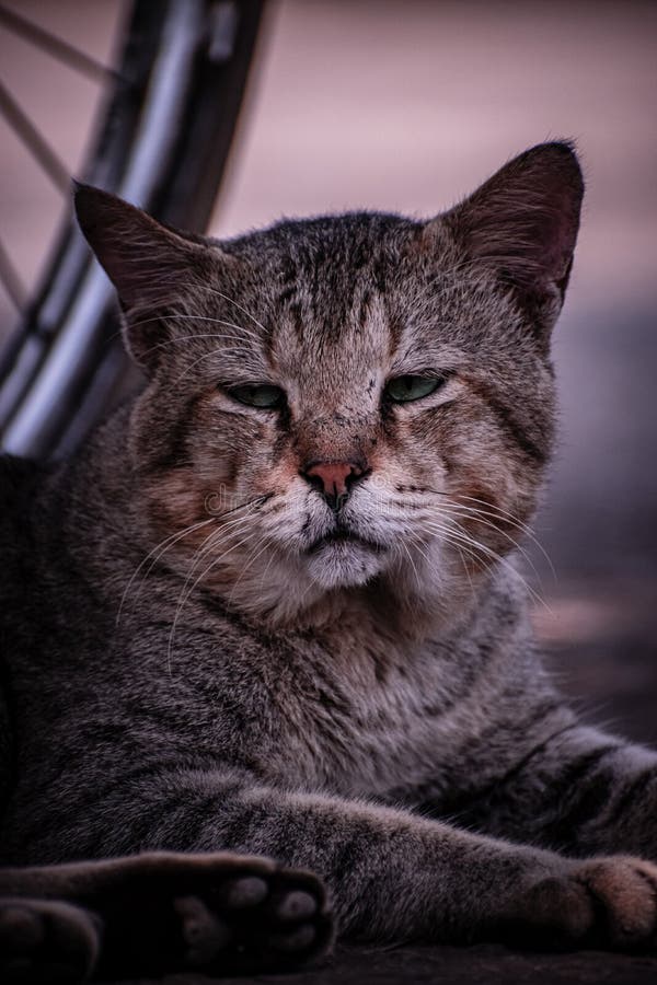 A Beautiful Cat Looking Very Cute Stock Photo - Image of outdoor ...