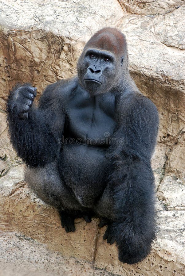 The Look of a Male Silverback Stock Image - Image of family, dominant ...