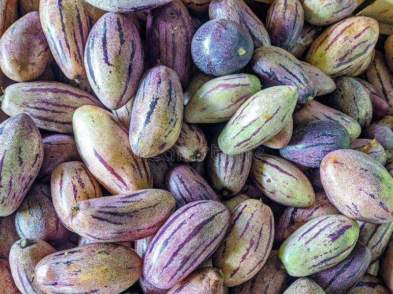 Pepino stock photo. Image of vegetable, petal, agriculture - 220045456
