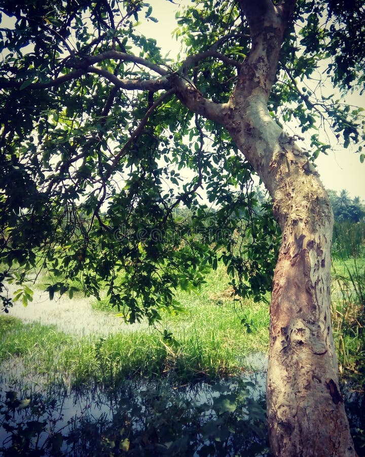 Look at stock photo. Image of middle, look, point, tree - 115419450