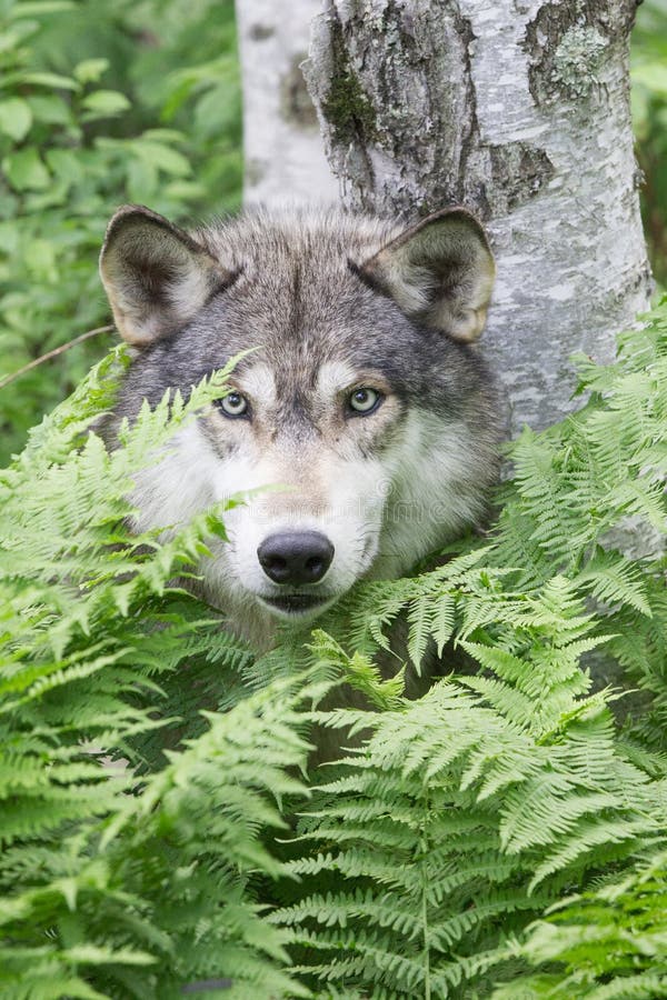 Vertical Wolf Portrait in Green Ferns Stock Image - Image of marking ...