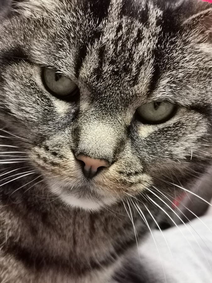 Grumpy Cat stock image. Image of eyes, focused, grumpy - 180963377