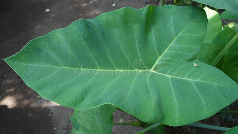 Look Nice of Leaf with Green Color Stock Image - Image of petal, maple ...