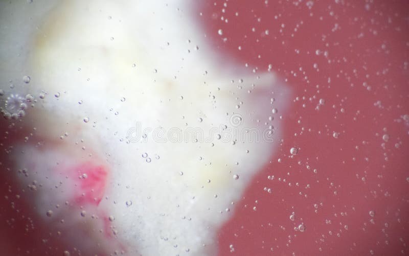 Look at Organic Objects Under Magnifier Stock Image - Image of mouthful ...