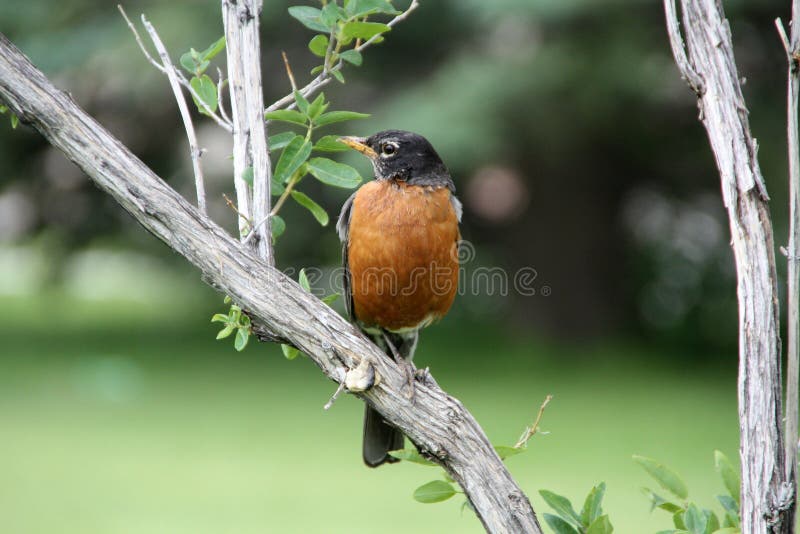 On the look out stock photo. Image of beak, nature, redbreast - 11987128