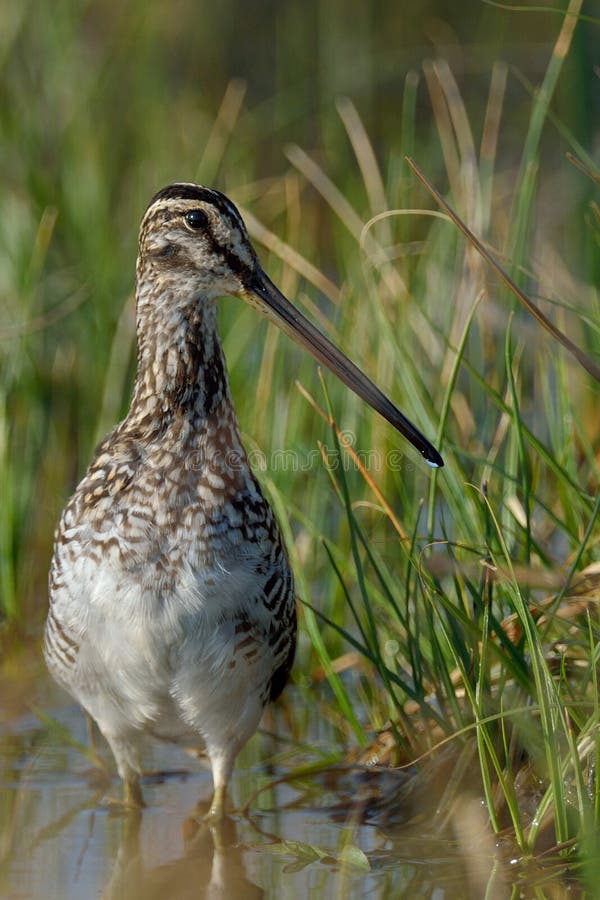 African Snipe Kenya East Africa Stock Photo - Image of bill, snipe ...