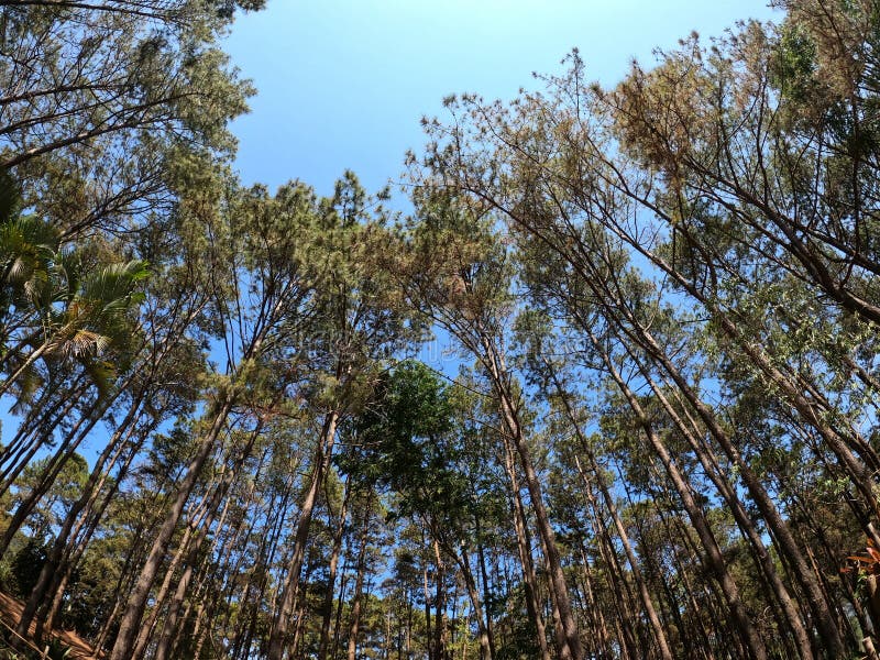 Look Overhead Tree Up Sky at National Park Area Stock Image - Image of ...