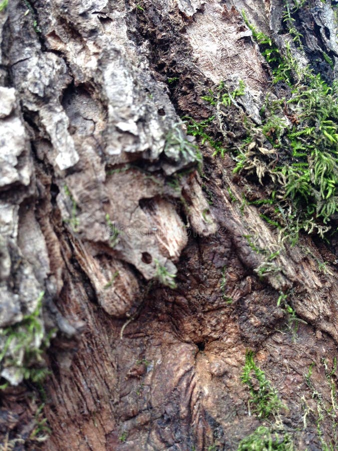 Beautiful Structural Surface of the Bark on Different Trees. You Will ...