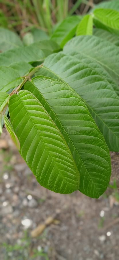 Look at the Photo of Guava Leaves Stock Image - Image of guava ...