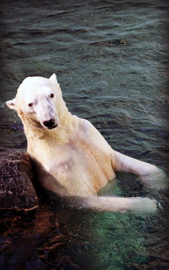 170 Rugido Del Oso Polar Fotos de stock - Fotos libres de regalías de ...