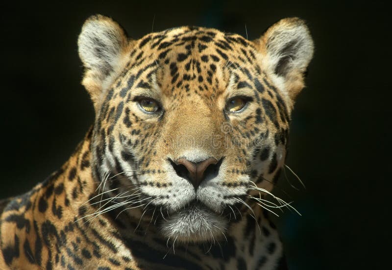 The look of a predator stock photo. Image of spot, regal - 953076