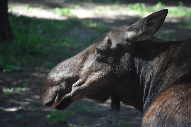 Moose Side View Stock Photos - Download 196 Royalty Free Photos