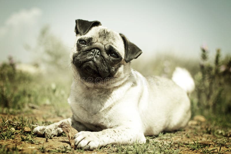 The look of a pug stock image. Image of nice, love, fondness - 20371561