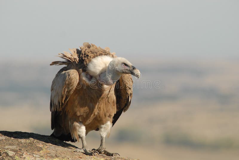 Look from the rock Vulture stock image. Image of beak - 35275187