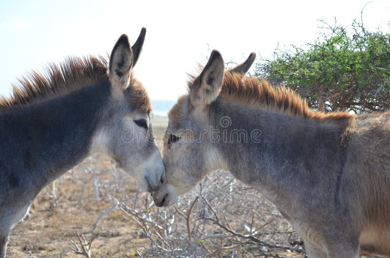 Two Donkeys in Love in Aruba Stock Photo - Image of animals, american ...