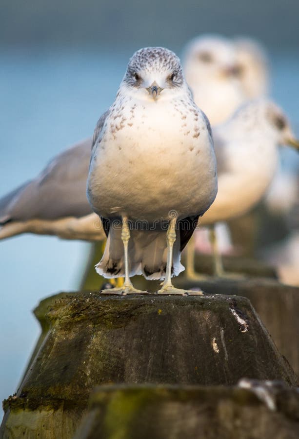 The Look Seagull Standing on Pier Staring into Camera Stock Image ...