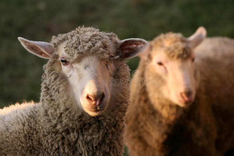 Look of sheep stock photo. Image of fleece, together, sheep - 3182678