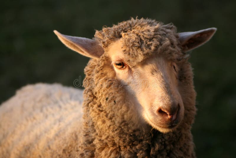 Look of sheep stock photo. Image of lamb, agriculture - 3182904