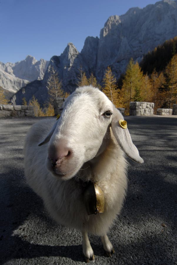 Look of a sheep stock photo. Image of trea, vrsic, larch - 5379762