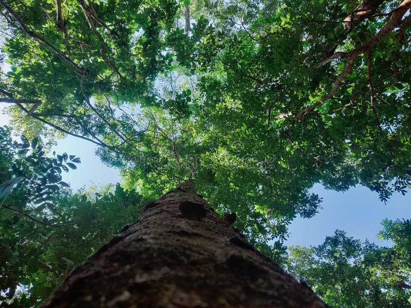 Look at the Sky through the Branches and Leaves from the View Under the ...