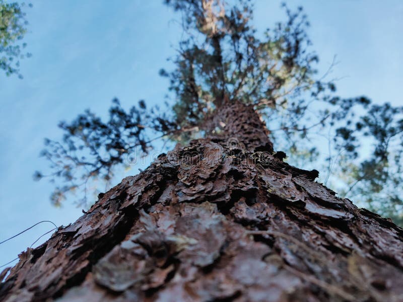 Look at the Sky through the Branches and Leaves from the View Under the ...
