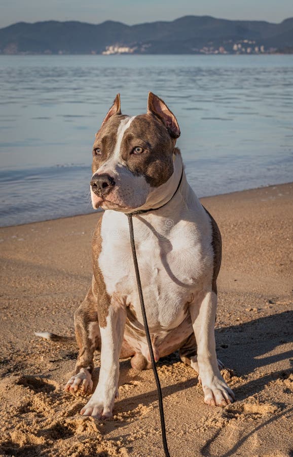 Look Strong and Focused of a Dog on the Beach Stock Photo - Image of ...