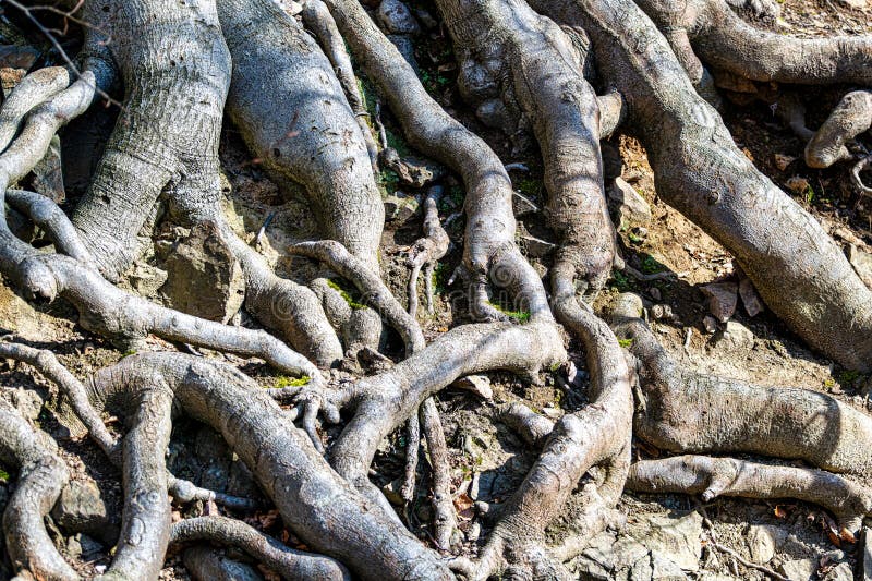 A Look at Strong Tree Roots Stock Photo - Image of nature, together ...
