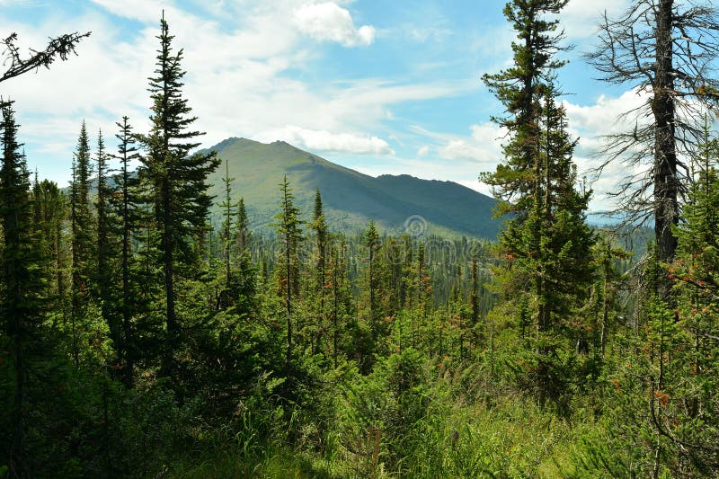 A Look through the Tall Trunks of Pine Trees at the Mountain Peak ...