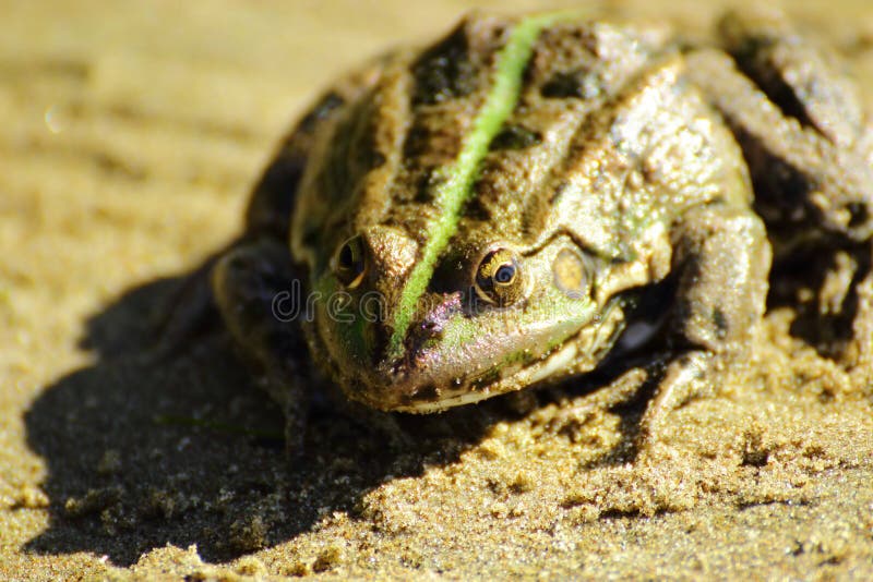 Look toad stock image. Image of head, animal, tropical - 76458839