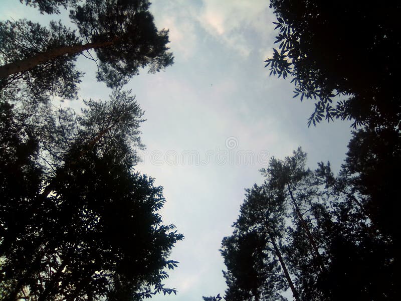 Look through the trees stock image. Image of plant, light - 194215379