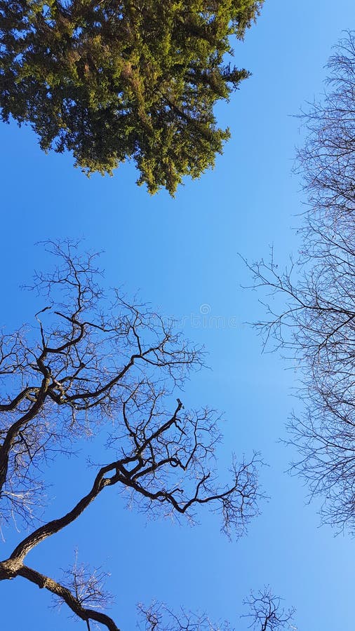 A Look at the Trees and the Blue Summer Sky Stock Photo - Image of ...