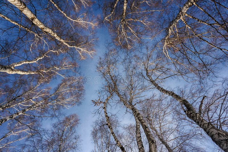Look up at the trees stock photo. Image of season, pine - 113237110