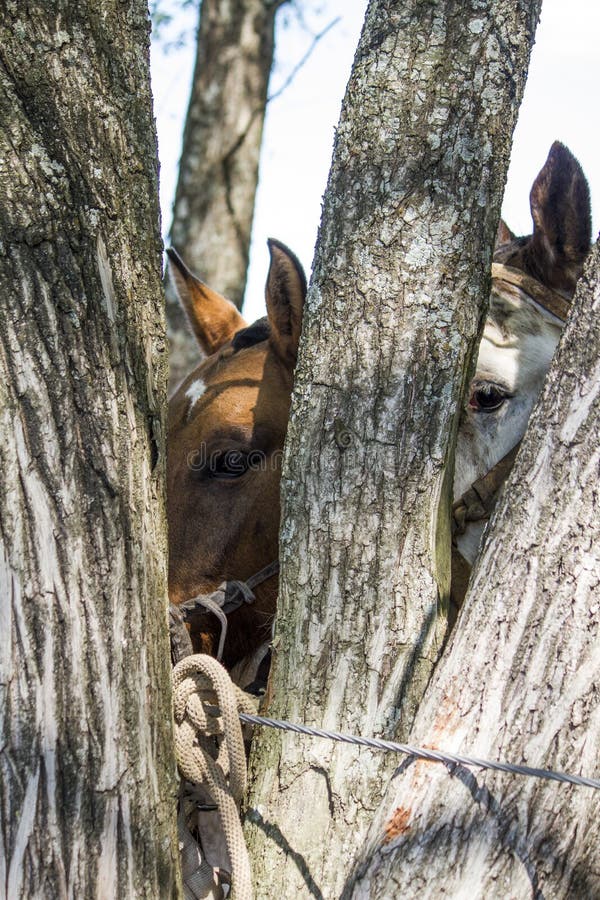 Two Horses Images - Download 14,947 Royalty Free Photos - Page 3