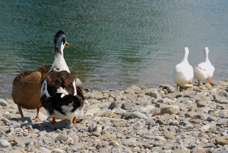 Look at those two stock image. Image of hunt, birds - 119087757